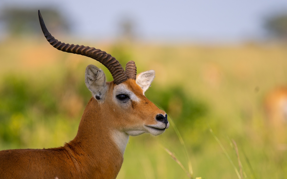 What Antelope Species Are in Murchison Falls National Park?